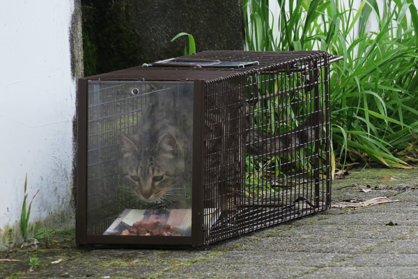 Cat Handling Equipment - SNIPi